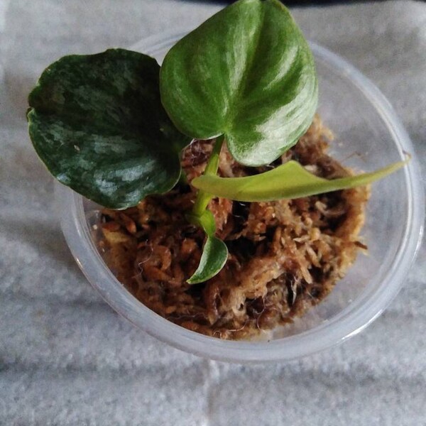 Philodendron Brandtianum Aff (wild Form) - Etsy