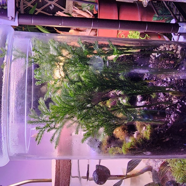 Princess Pine With Root - Etsy