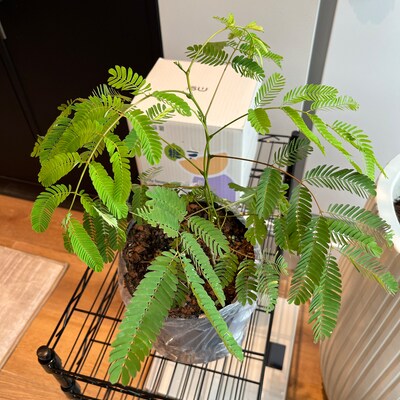 Pinus Patula Ocote Nacho Mexican Weeping Pine 30 Seeds - Etsy