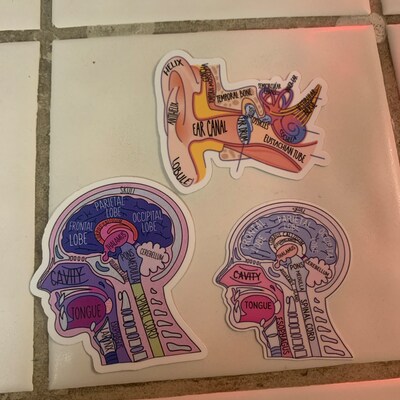 Medical Stickers/human Body Organs System/for Medical Students Study ...