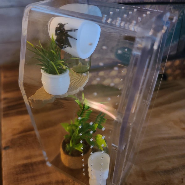 Honeycomb Hide for Jumping Spider Enclosure - Etsy
