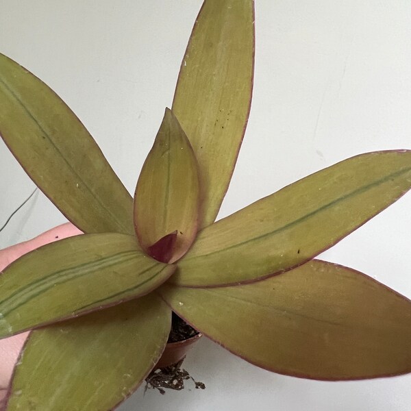 Rhoeo 'sitara's Gold' (tradescantia Spathacea) - Etsy