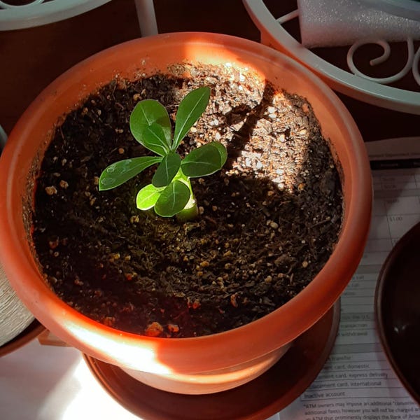 Philodendron White Princess 2 Starter Plant ALL STARTER PLANTS Require ...