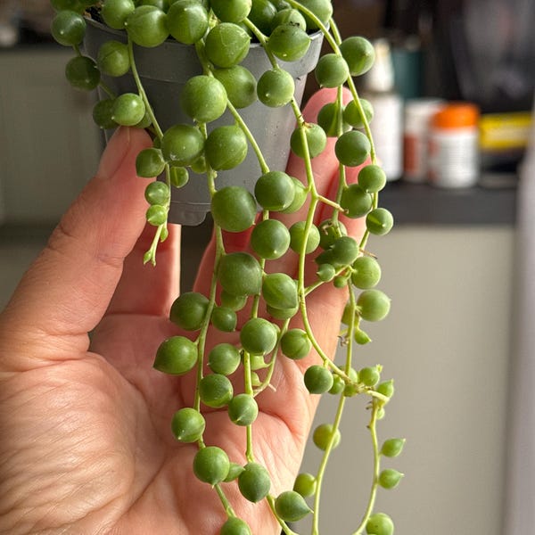 Baby Buddhas Temple Houseplant Crassula Mini Indoor Plant Pyramidalis ...