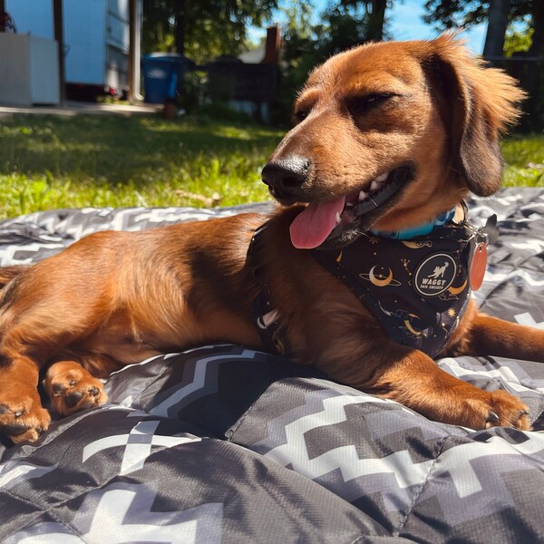 Wild Thing Dog Harness & Accessories - Etsy Australia