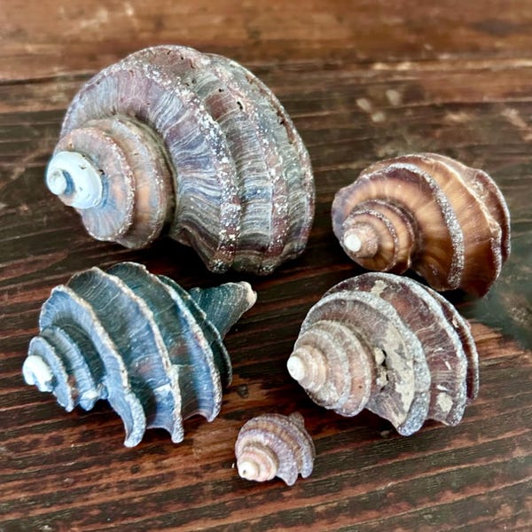 6 Fossilized Moon Snail Shells, Choptank Formation, Calvert Cliffs ...