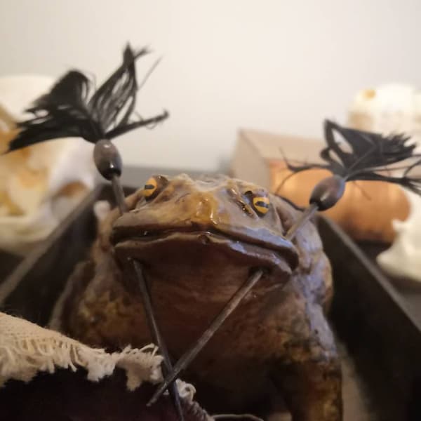 Hex Voodoo Frog – Handcrafted Ritual Toad Sculpture With Pins, Folk ...