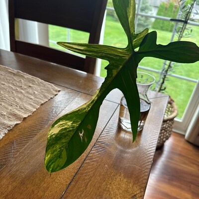 Rare Pothos Cuttings Mix Golden Pothos / Heart Leaf Philodendron ...
