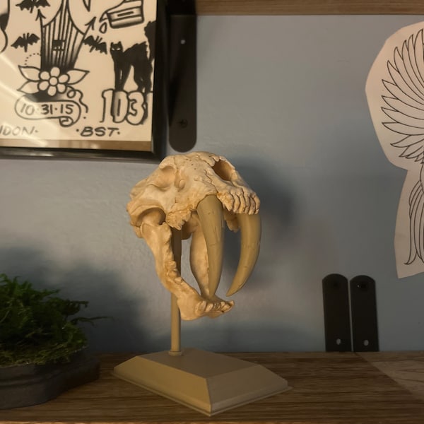 Saber Tooth Tiger Skull Replica For Sale – JYZXLK