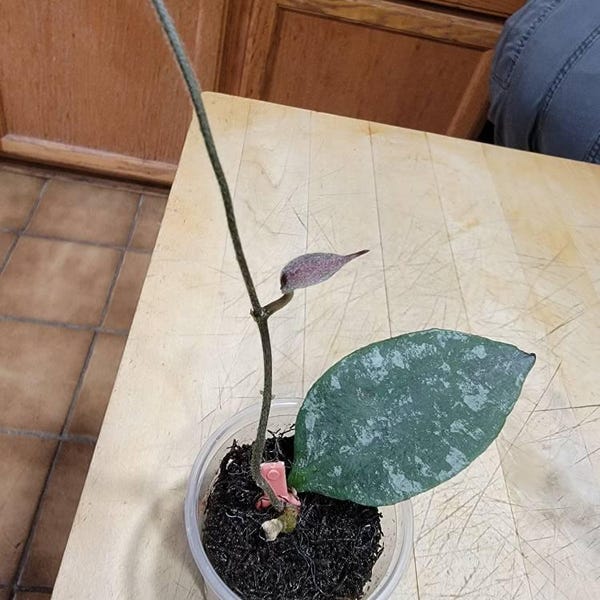 Hoya Pubicalyx ‘pink Silver Ghost’ - Etsy