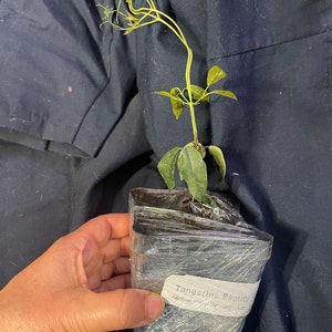 Live Red Fox SPIKED SPEEDWELL Plant / VERONICA Spicata pint Pot ...