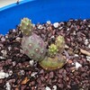OP027: Opuntia Debreczeyi 'alberta Sunset' (spineless Cat's Paw Cactus ...