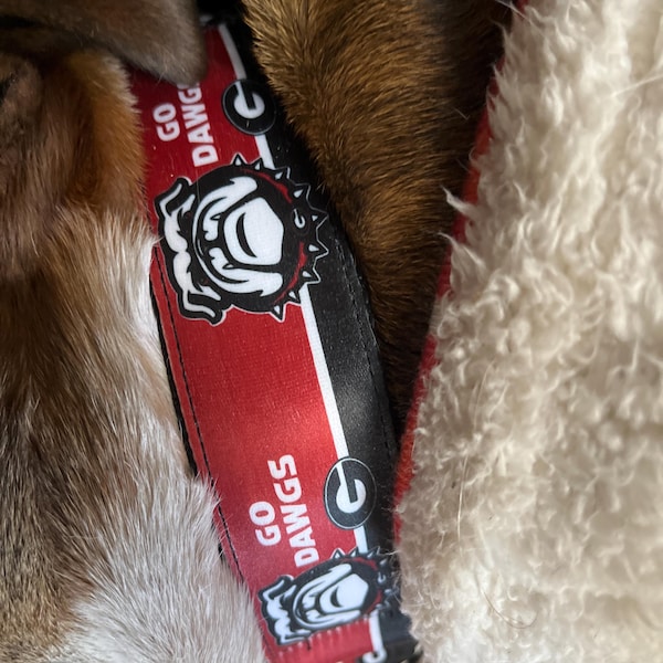 Chili Peppers Ribbon Dog Collar - Etsy