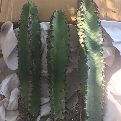 Cactus Plant Chocolate Drop Candelabra Tree. A Beautiful - Etsy