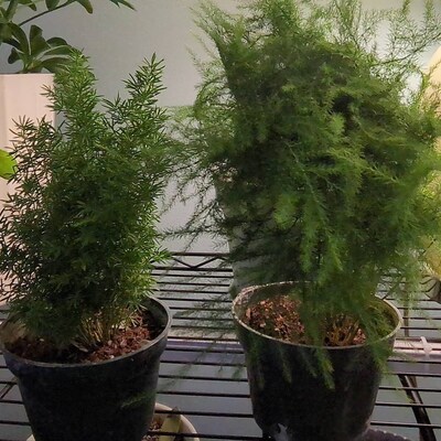 6 Foxtail asparagus Meyeri Fern Live Plant - Etsy