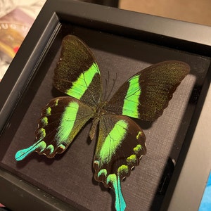 Blue Charax Real Framed Butterfly Shadowbox Display - Etsy