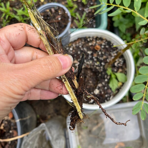 Kesar Mango Tree Plant (mangifera) Indian Queen Variety Grafted 2ft ...
