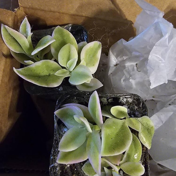 Variegated Baby Sun Rose, Ice Plant, Pink Succulent, Rare Plant in 2 ...