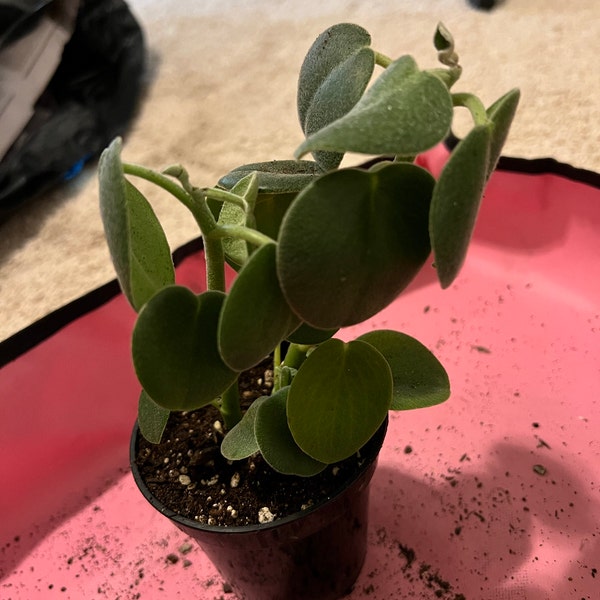 Peperomia Incana ~ Felted Pepperface ~ 3" Pot ~ Grower's Choice - Etsy