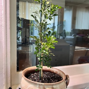 Chinese Perfume Tree, Chinese Rice Flower, in 4 Pot Aglaia Odorata - Etsy