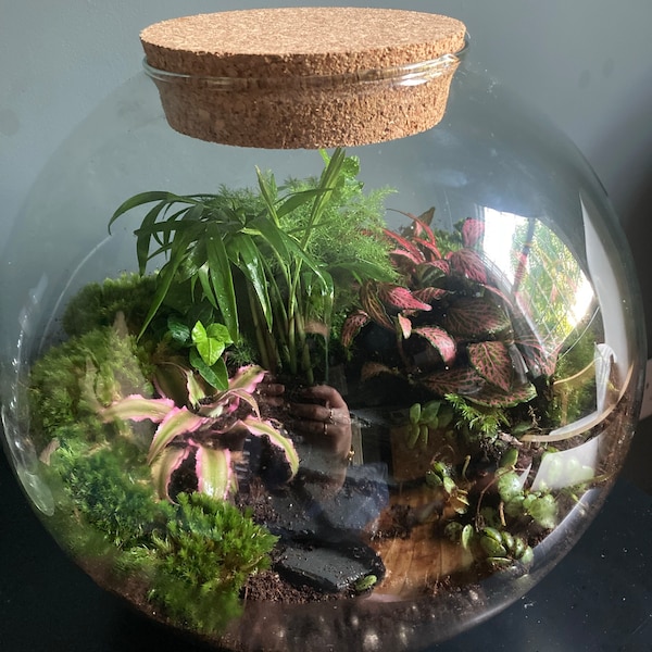 Extra Large Terrarium Kit - With Plants - Etsy UK