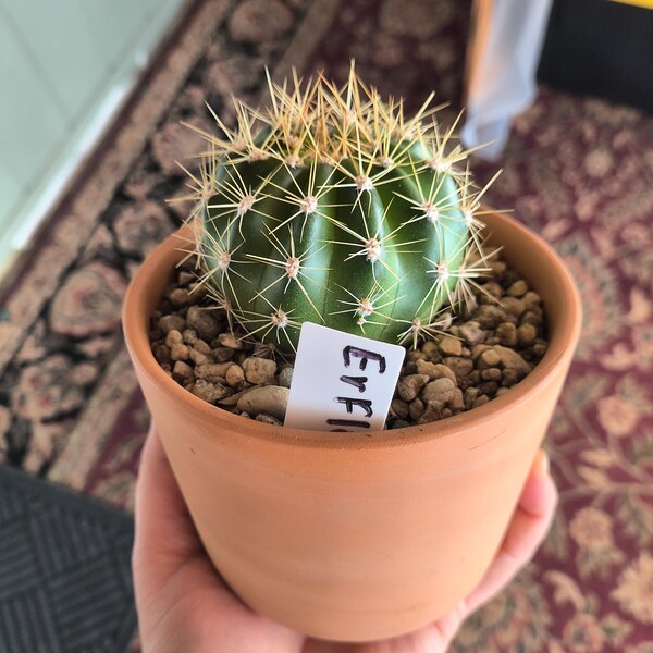 ECHINOPSIS Hybrid FOXY LADY Cactus Fragrant Plant - Etsy