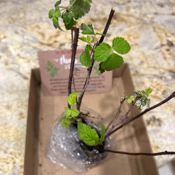 Ranunculus Aviv Rose Buy 4 Get 1 Free - Etsy