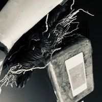 Jezebel Root, Hoodoo, Conjure, Wiccan, Pagan, Whole Jezebel Root ,Mojo ...