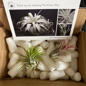 Fossil Planter Rustic Ceramic Plant Pot Succulent Air | Etsy