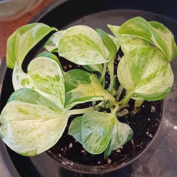 Potho Manjula High Viraigation Rare, Cuttings & Established Plants - Etsy