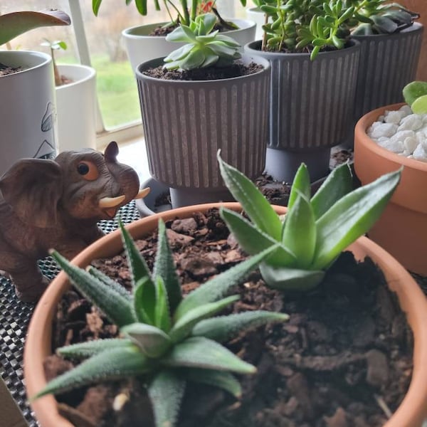 Haworthia and Gasteria Set Four Mini Succulent Plant - Etsy