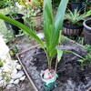 Corypha Umbraculifera , Talipot Palm , Exotic. Extremely Rare, Large ...