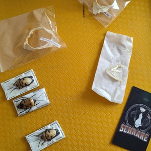 Stag Beetle Dorcus Alcides A1 Unspread and Unmounted for All Your Art ...