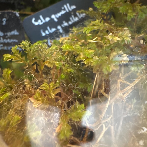 Ficus Thunbergii (oak Leaf Creeping Fig Aka Ficus Pumila Var ...