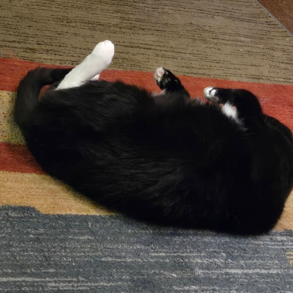 Marinated Catnip Toys for Cats Catnip Stuffed Raviolis/toys for Cats ...