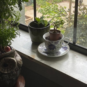 Bonsai Mint plectranthus Ernstii Caudex - Etsy