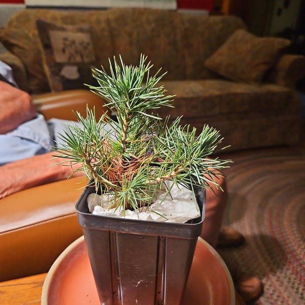 Weeping Corkscrew Willow Sapling in Nursery Pot. Live Rooted Salix ...