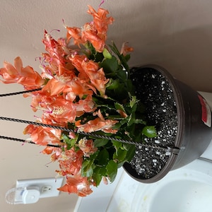 6 ZZ Plant Zamioculcas Zamiifolia Zee Zee Plant Aroid Palm - Etsy