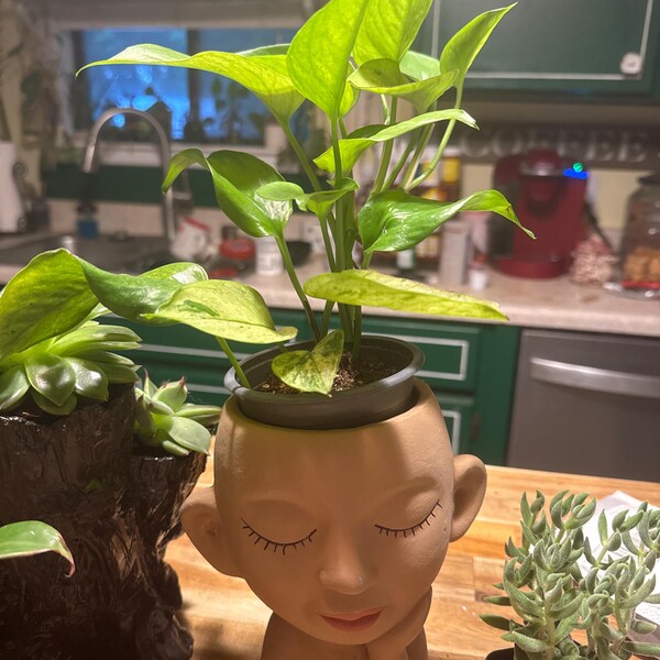 Starter Plant Thanksgiving/ Holiday Cactus "limelight Dancer" in a 3 ...