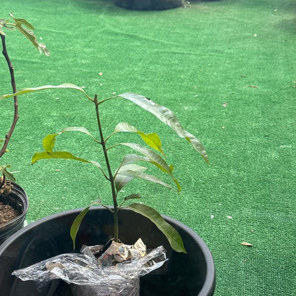 Giant Grafted Rapoza Mango Live Fruit Tree (3-4ft) (MANGIFERA Indica ...