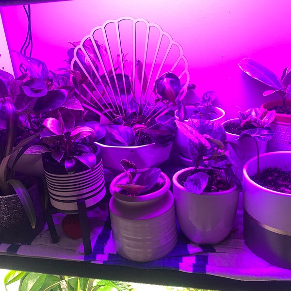 Seashell Trellis, Plant Pot Trellis, Plant Lover, Vining Plant Holder ...