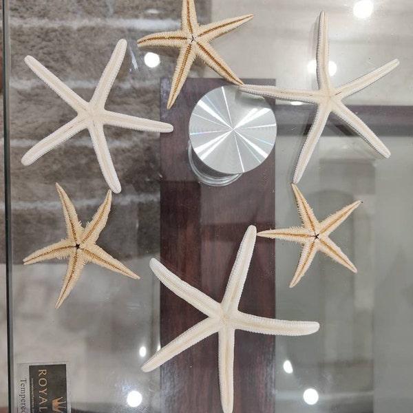 Tibia Spindle Sea Shells White Tibia Shell Long Pointy Shells Shabby ...