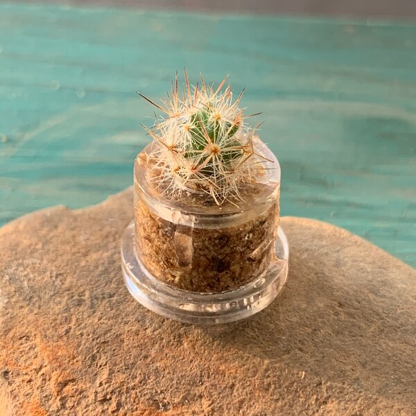 Baby Baobab Cactus - Miniature Live Terrarium Plant, Boo-boo Plant - Etsy