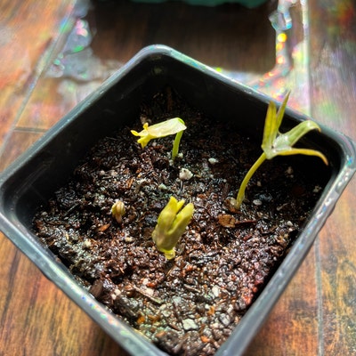 French Marigold Jolly Jester Beautiful Annual Flower 50 SEEDS - Etsy