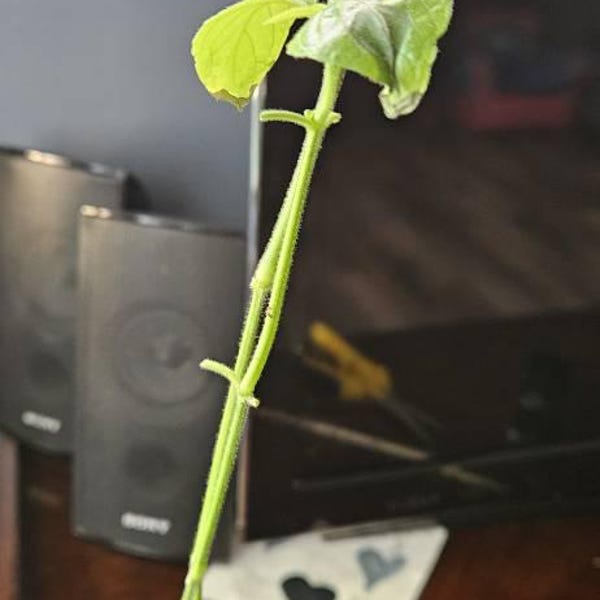 Athens Blue Princess Glory Bush Plant~~tibouchina Urvilleana~small ...