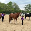 Leadline Set, Choice Color and Sizes,slinky Horse Show Show Shirts ...