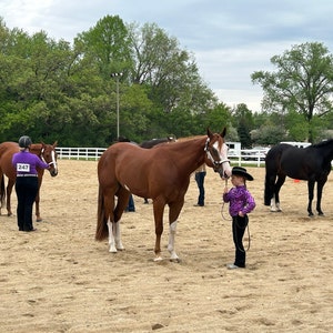 Girls, Yellow SHINE, Slinky, Western Show Shirt, Pleasure, Horsemanship ...