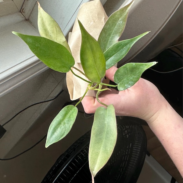 Philodendron Pink Princess Starter Plant 10 COUNT - Etsy
