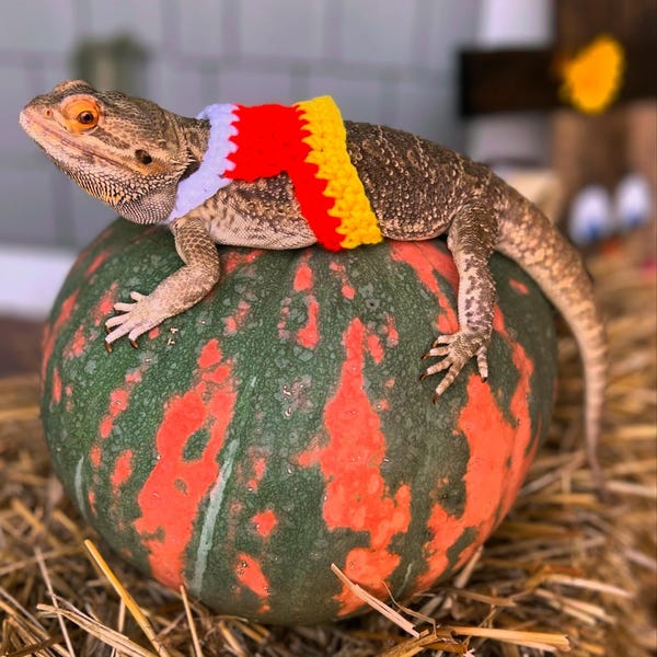 Bearded Dragon Candy Corn Costume Sweater, Halloween Lizard Sweater ...