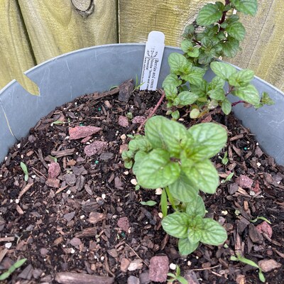 Curry Leaf Tree sweet Neem Live Plant - Etsy
